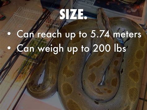 Burmese Python By Deneesya Hays