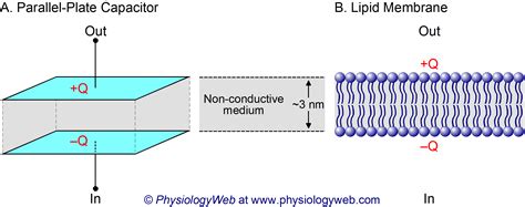 Biological Membrane As Capacitor PhysiologyWeb