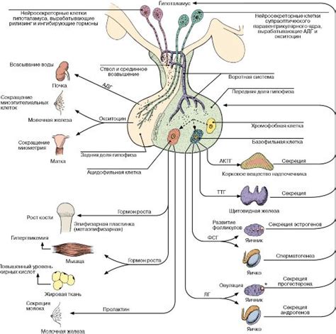 Рис 607 Действие различных гипофизарных гормонов на органы мишени и механизмы обратной свзяи