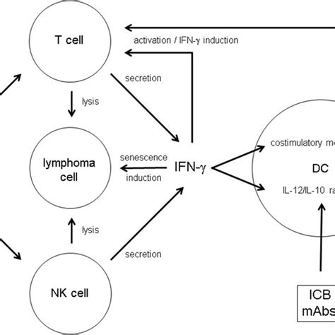 Impact Of Icb Therapy On Expression Patterns Of Instructive Cytokines