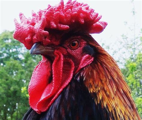 Rise And Shine With These Beautiful Rooster Pictures Roosters Beautiful