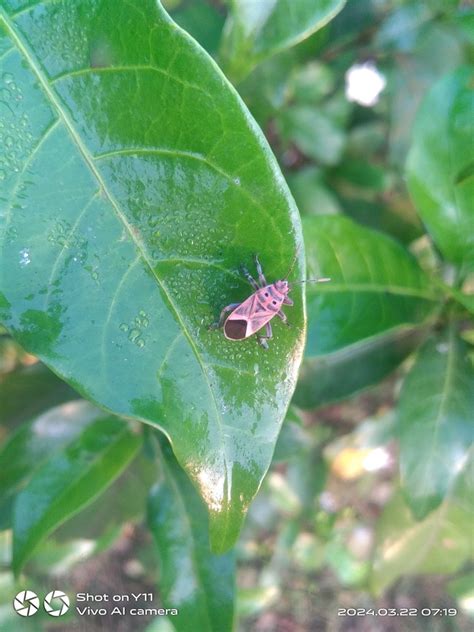 Bindweed Seedeating Bug From Kolhapur Road Vasai Virar MH IN On March At AM By