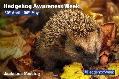 Home And Garden Jacksons Fencing On Linkedin Fencing Gates Security Gardendesign Design