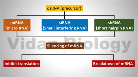 Rna Interference Ppt Rna Interference Ppt