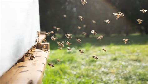 What Plants Do Bees Pollinate Described For Everyone