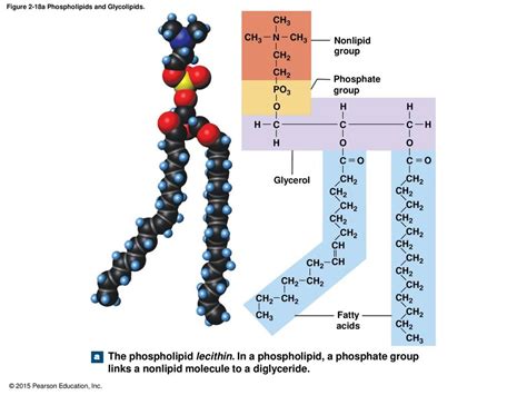 Case Study 1 Proteins Immune System Muscles Nervous System Ppt