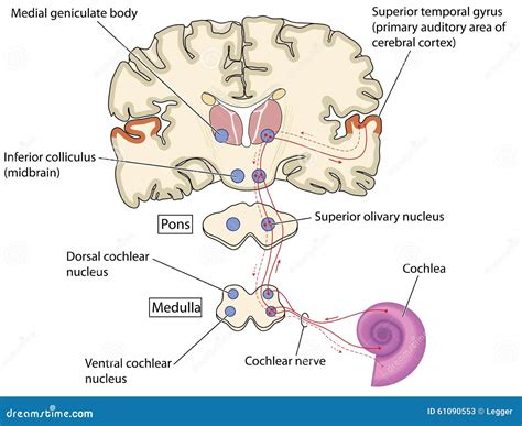 Auditory Nerve Vintage Illustration Cartoon Vector 163233155