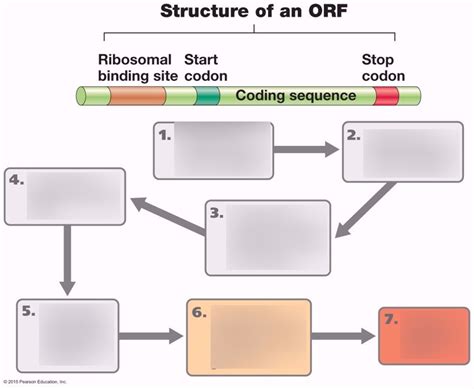 Mmg 301 Module 14 Open Reading Frames Diagram Quizlet