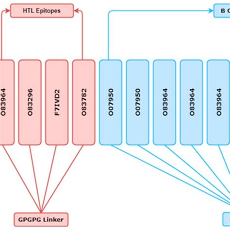 Eaaak Aay Gpgpgp And Kk Linkers Were Used To Create The Final Vaccine Download Scientific