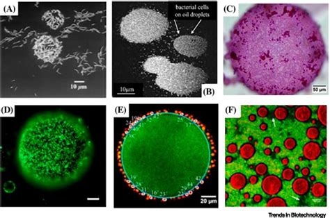 Oilwater Interfaces Of Pickering Emulsions Microhabitats For Living