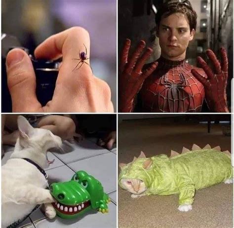 Cat Gator Peter Parkers Spider Bite Know Your Meme
