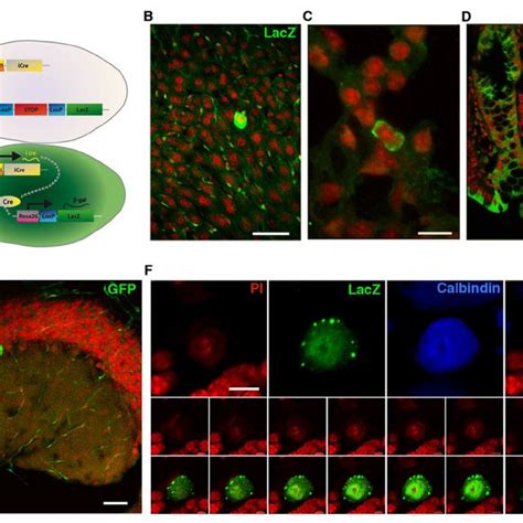 Noninvasive Tracing Of Hematopoietic Cre Recombinase Activity A Download Scientific Diagram