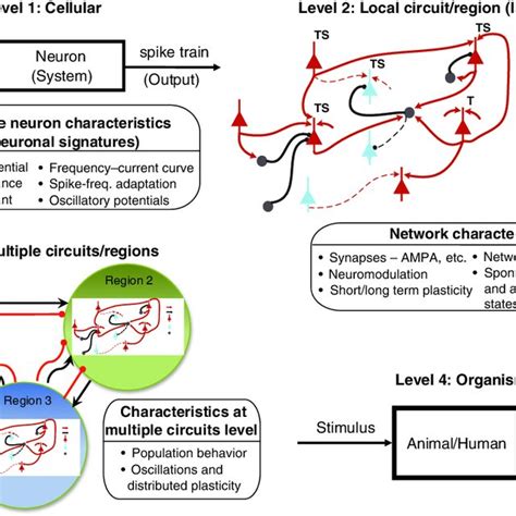 2 Four Levels Of Computational Modeling In Neuroscience Download Scientific Diagram