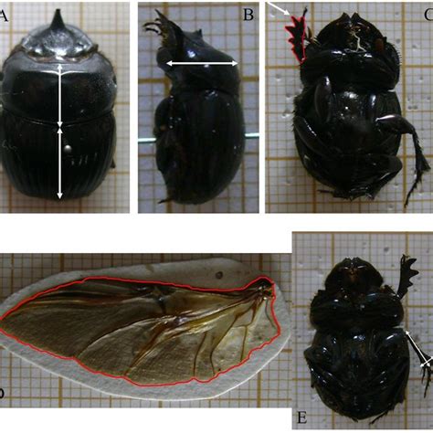 Dung Beetle Morphological Functional Trait Measurements In A Size Is Download Scientific
