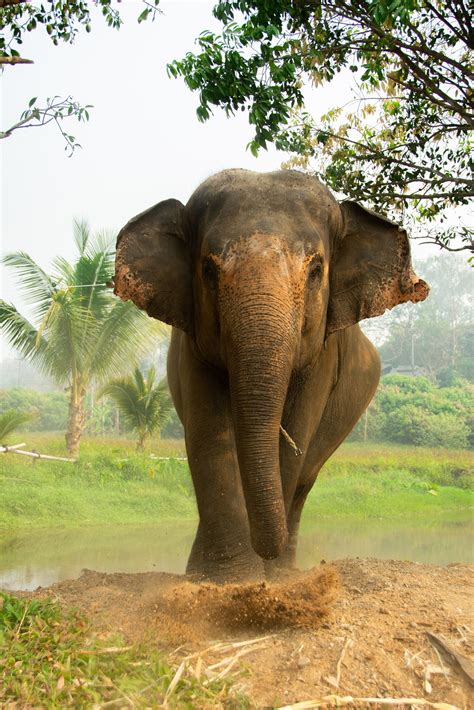 Asian Elephant Facts Subspecies And Conservation Guide