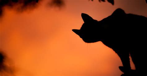 How To Implement A New Realm In Tomcat Dzone Java Hashnode