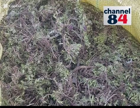 Малчдын Ганга өвс элгийг эмчлэхээс гадна уушгийг тань бүрэн цэвэрлэнэ