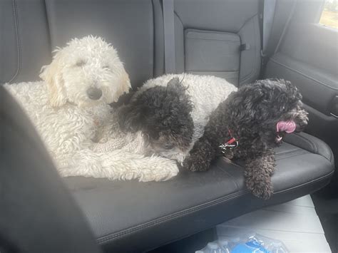 Can I Give My Dogs Ivermectin Horse Paste Pethelpful