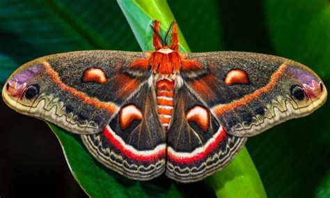 Meet The 10 Cutest Moths In The World A Z Animals