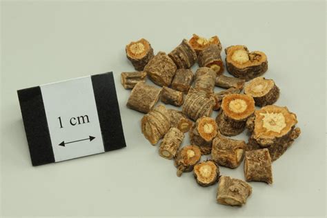 Divaricate Saposhnikovia Root