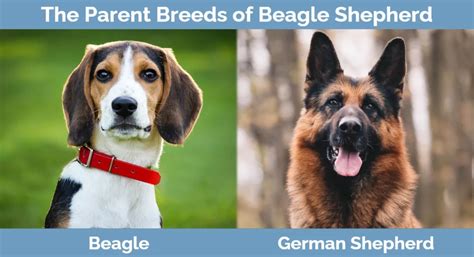 Beagle Shepherd German Shepherd And Beagle Mix Info Pictures