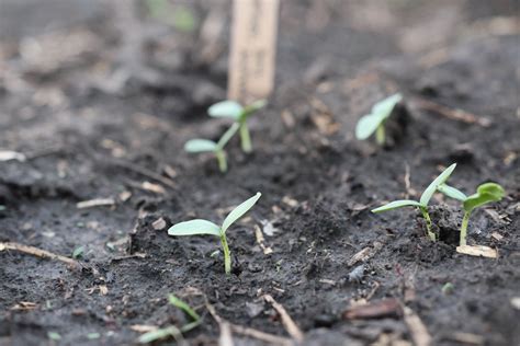 Cucumber Sprouts How To Grow Cucumbers In Australia In 4 Easy Steps