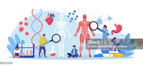 남성 근육계와 골격의 해부학을 연구하는 사람들 인체의 해부학 적 구조 의학 생리학 대학에서 생물학 수업 뼈 근육 혈액 시스템을 연구하는 학생 의과대학에 대한 스톡 벡터 아트