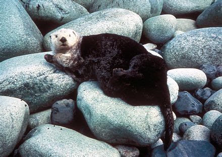 Sea Otter Conservation Wikipedia