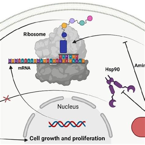 Intoxication Of Cell By Moxetumomab Pasudotox Adp Adenosine