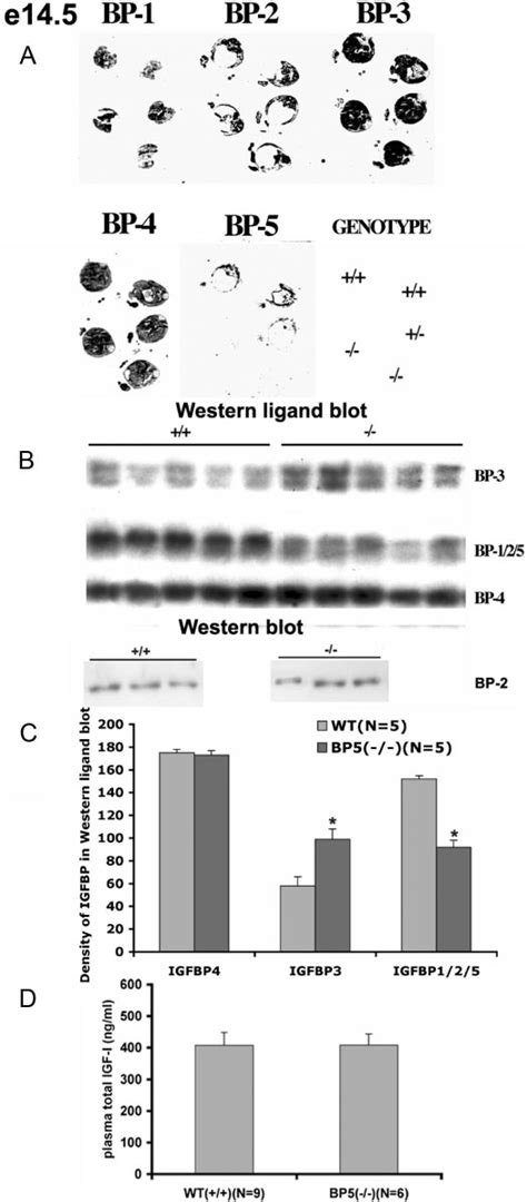 Analysis Of Igfbp Expression And Circulating Igf I Levels In Igfbp 5 Ko Download Scientific
