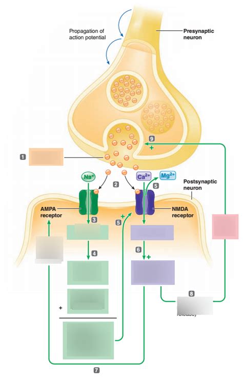 Long Term Potentiation Diagram Quizlet