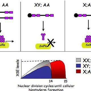 Threshold Response Model For Sex Determination Download Scientific Diagram
