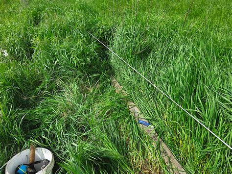 Boldly Low Tech Grass Clearing Method Tiny Farm Blog