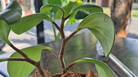 방학기간 로뎀교회 고난주간 금요기도회 Youtube