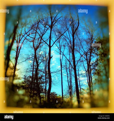 Trees With No Leaves Stock Photo Alamy