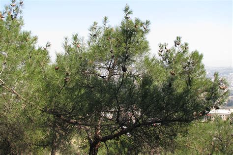 ფიჭვი Pinus ალერგოლოგიური პროგნოზი Vidal Ge