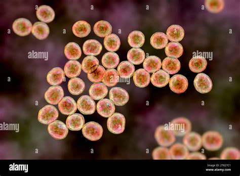 Staphylococcus Bacteria Illustration Stock Photo Alamy