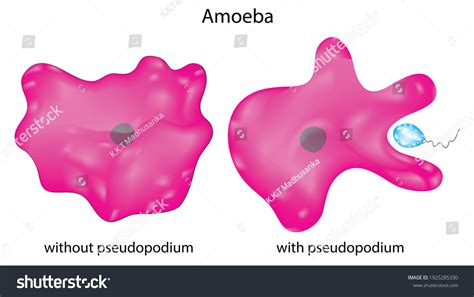 Pseudopodia In A Cell