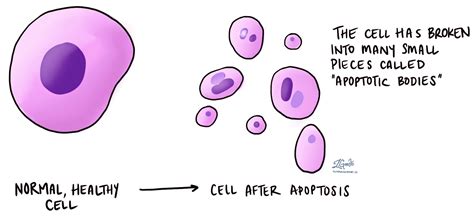 Chết Rụng Tế Bào Mypathologyreport