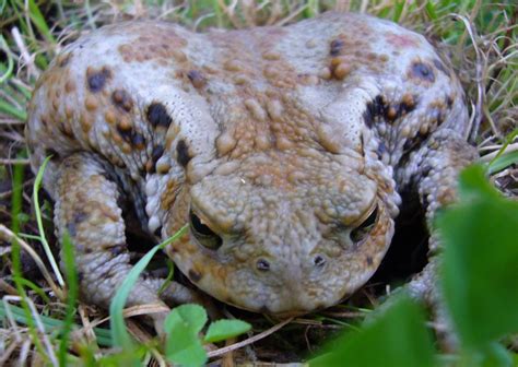 Spiky Obsession October 2012