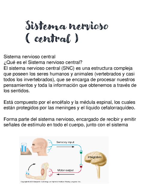 Sistema Nerviso Xxx Sistema Nervioso Central Sistema Nervioso