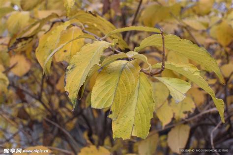 冬天的树叶摄影图树木树叶生物世界摄影图库昵图网