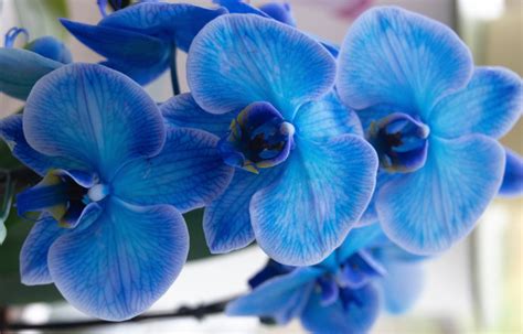 Orquideas Azuis Orquídea Phalaenopsis Azul