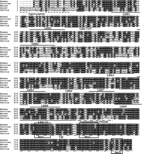 multiple alignment of tlr2 1 toll interleukin 1 receptor tir domains