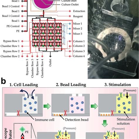 Pdf A Fluorescent Microbead Based Microfluidic Immunoassay Chip For Immune Cell Cytokine