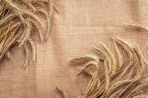 호밀 필드 전체 보리 수확 밀 콩나물 시리얼 빵 가루용 린넨 질감 또는 갈색 천연 면 배경에 밀 그레인 귀 또는 호밀 스파이크 식물 디자인 요소 갈색에 대한 스톡 사진 및