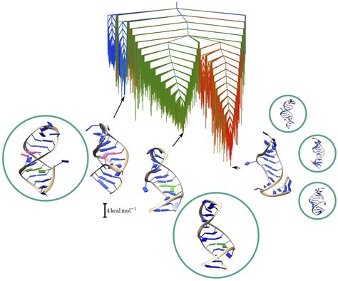 Computer Aided Comprehensive Explorations Of Rna Structural