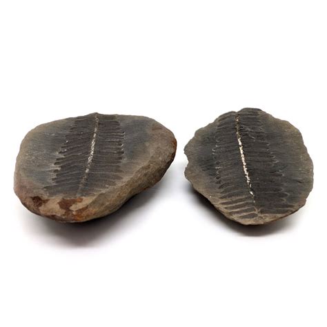 Fern Fossil Nodule The Fossil Cartel