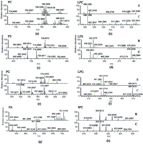 Lc Ms Spectra Of Phospholipid Classes A Phosphatidylcholine Pc Download Scientific