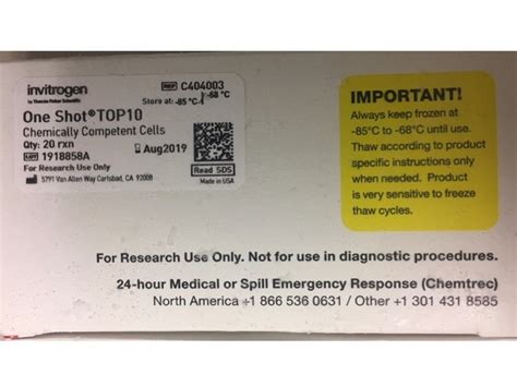 Transformation And Propagation Of Plasmid Vector In E Coli Cells
